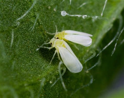 How To Get Rid Of Whiteflies On Plants Without Using Pesticides