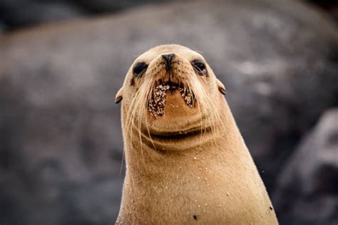 갈라파고스강치 스톡 사진 및 일러스트 Istock