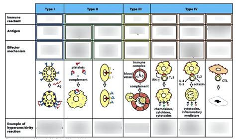 Diagram Of Lecture Hypersensitivity Quizlet