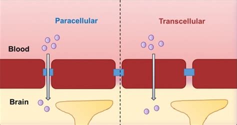 Digestion And Assimilation Flashcards Quizlet