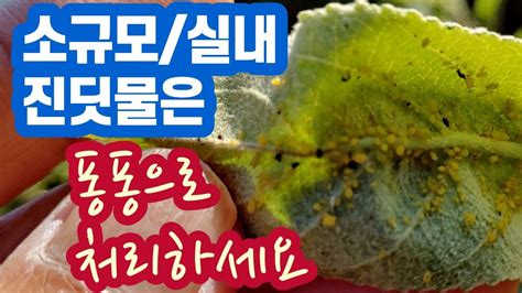 천연살충제 퐁퐁으로 진딧물 잡는 법 주방세제 살충제 Youtube