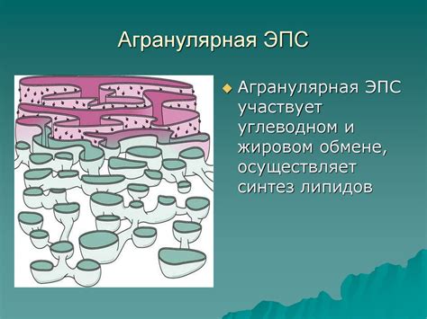 Органоиды клетки - презентация онлайн