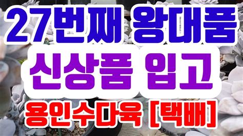 27번째택배수형이 좋은 중대왕 대 품 신상다육이립스틱 펜타드럼뉴헨의진주용인수다육 Youtube