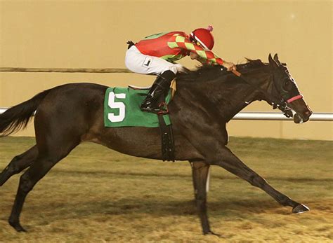 ocelot wins third turf route race of remington park season taking