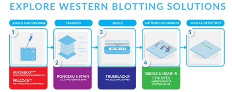 Western Blot Blocking Buffer Recipe Deporecipe Co