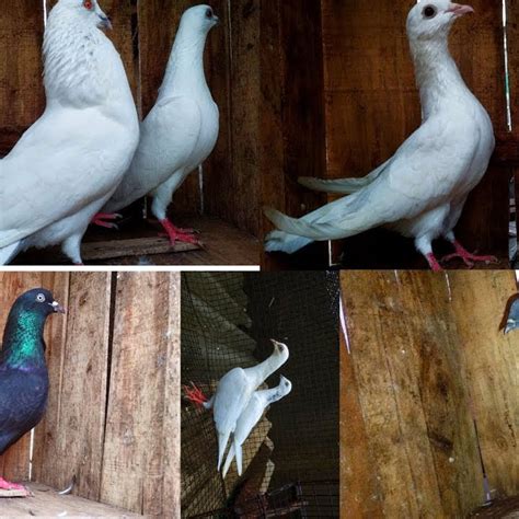 Offer 3 Jora 3000 Youtube