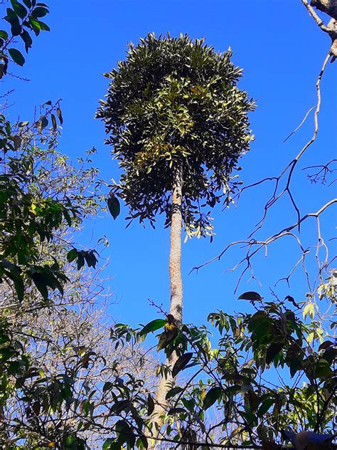 Forest Cabbage Tree Ferncliffe