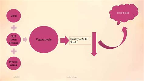 Seed Plot Technique In Potato Pptx