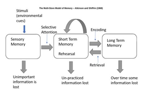 Memory Models Atkinson And Shiffrens Multi Store Memory Model
