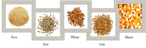 Difference Between Cereals And Pulses Cereal Examples