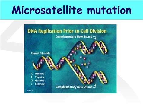 Multistep Microsatellite Mutation In The Maternally Transmitted Locus