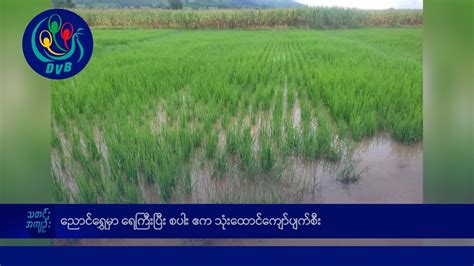 ညောင်ရွှေမှာ ရေကြီးပြီး စပါး ဧက သုံးထောင်ကျော်ပျက်စီး Dvb News Youtube
