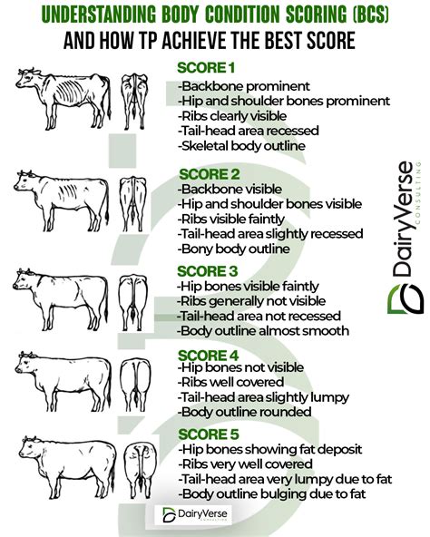 Optimizing Dairy Cow Health Through Body Condition Scoring And Targeted Supplementation Dairyverse