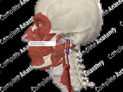 Carotid Sinus Anatomy Carotid Body And Carotid Sinus
