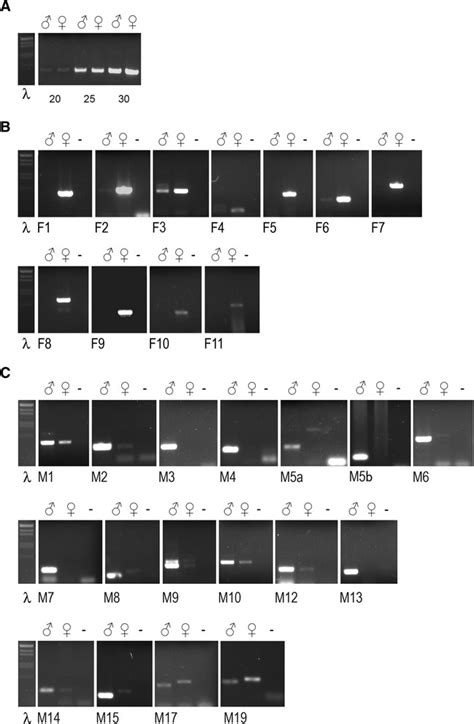 Semi Quantitative Rt Pcr Analysis Of The Top Sex Biased Perni