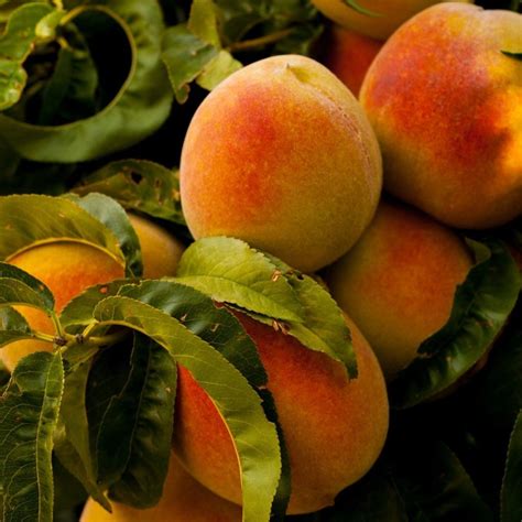 Peach Tree Peach Varieties — Burchell Nursery