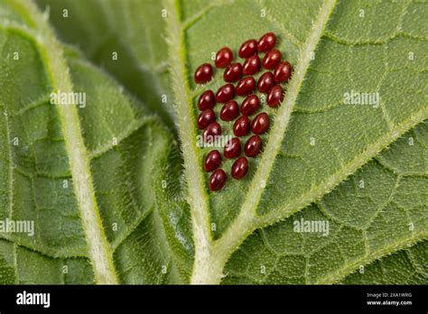 Squash Beetle Eggs On The Underside Of Pumpkin Plant Leaf Garden