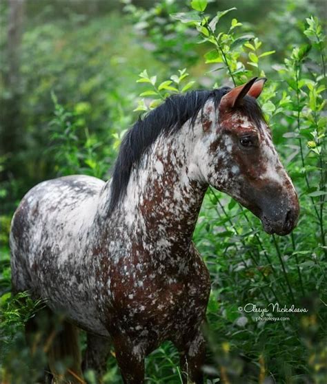 Andalusian Appaloosa Horses Beautiful Horses Appaloosa Horses