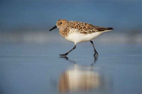 Sanderling Identification Guide Bird Spot