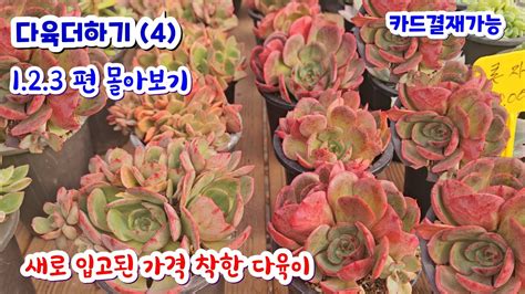 다육더하기 4 123편 가격 착하고 예쁜 군생 신상들 강추 초연 핑크플로라 라피네 수연 피치스앤크림 독일롱기시마 Youtube