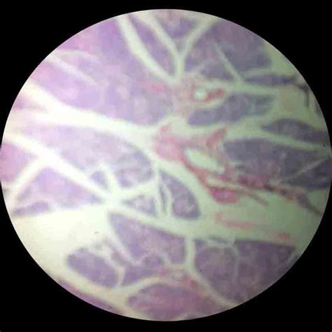 Ciiizaoo 50 Piece Histology Microscope Prepared Slides Set India Ubuy