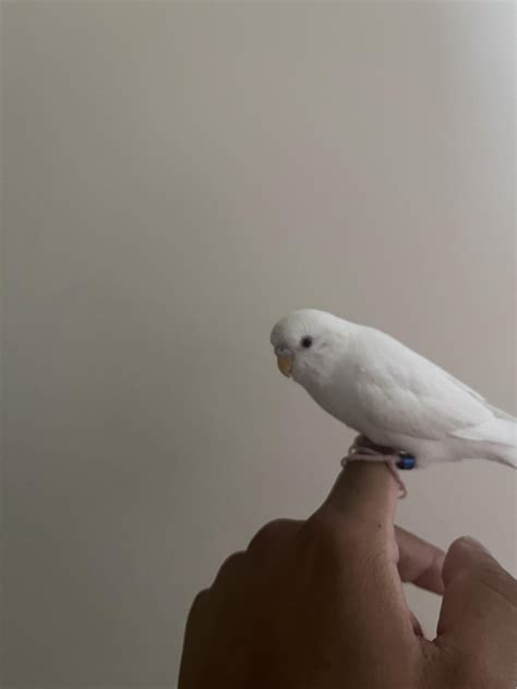 Can You Guys Sex These Two R Parakeets