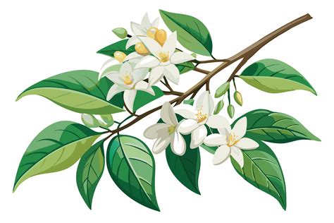 Delicate Jasmine Flower Branch Cartoon Style 48970720 PNG