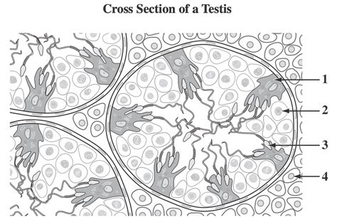 Solved Please Label And State Where The Cells Numbered 1 2 And 3