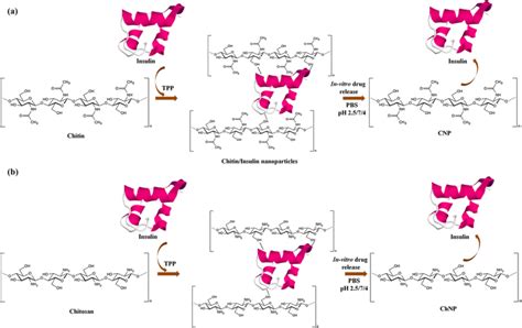 Schematic Representation Of Encapsulation Of Insulin In Tpp Cross