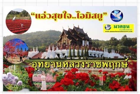 🥰อุทยานหลวงราชพฤกษ์เที่ยวได้ทั้งปี ชมไม้ดอกเมืองหนาวหลากสีและสนุกกับกิจกรรมดีๆ ตลอดช่วงเดือน