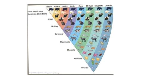 Basic Taxonomy Concepts And Principlespptx