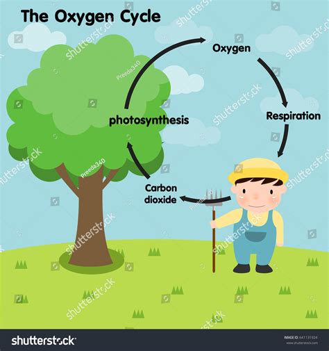 Oxygen Cycle Stock Vektor Royaltyfri 641131924 Shutterstock
