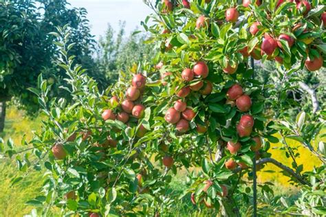 Crop Harvest Calendar For Nevada Fruits And Vegetables Season By Month