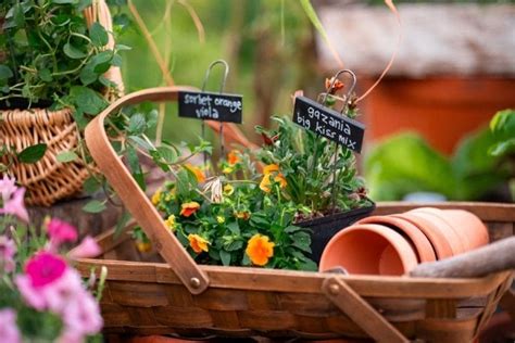 How To Grow Passion Flower Vine Growing In The Garden