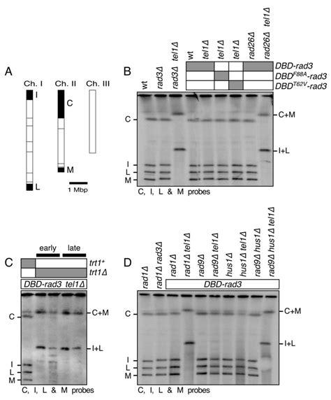 Pfge Analysis Of Noti Digested Chromosomal Dna For The Indicated