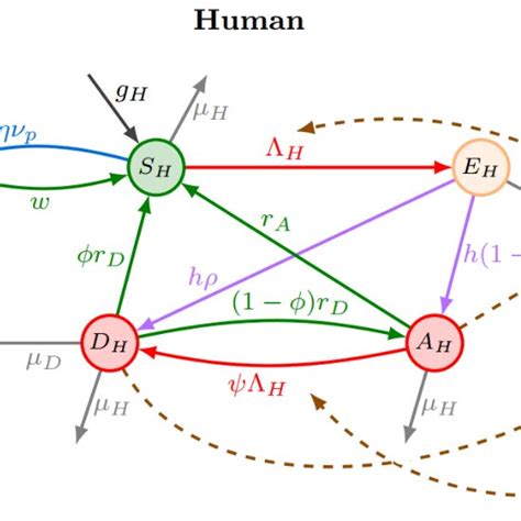 1 Infection Dynamics Flowchart For The Age Structured Model Solid Download Scientific Diagram