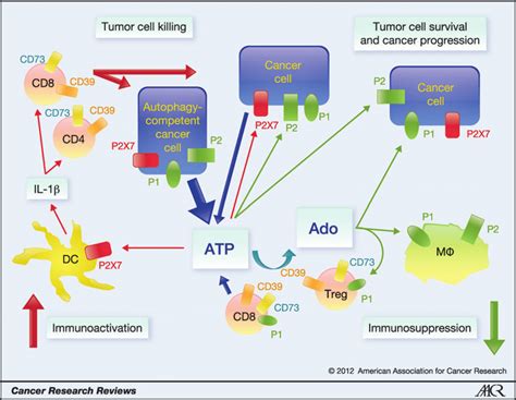Modulation Of Immune Response And Cancer Cell Growth By Atp And