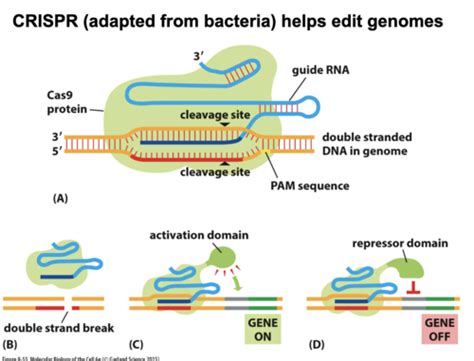 Lecture 7 Homology Based Dna Assembly Flashcards Quizlet