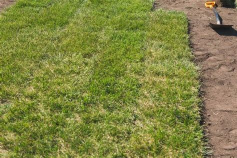 Choosing The Right Quality Sod For Your Florida Lawn