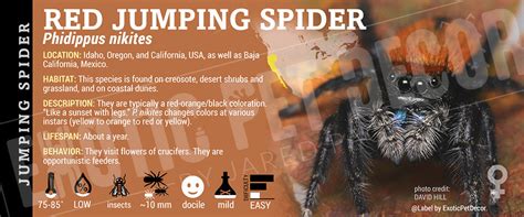 Phidippus Nikites Red Jumping Spider Cards And Enclosure Labels
