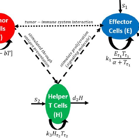 Schematic Representation Of Tumor Immune System Interaction Model Download Scientific Diagram