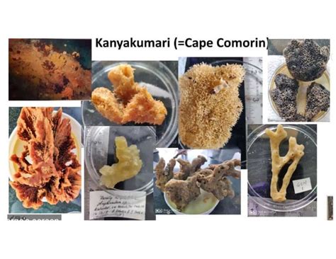 Sponge Taxonomy Biology Habitat Threat Ppt