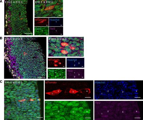 Figures And Data In Cell Type Composition And Circuit Organization Of Clonally Related