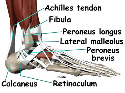 Lateral Malleolus Anatomy