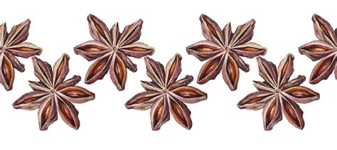 흰색 배경에 매끄러운 림 수채화 바디안 디저트 또는 음료 요리 책 또는 주방 장식을위한 손으로 그린 조미료 아니스 아로마 브라운 크리스마스 음식 벽지 포장을위한 향기로운