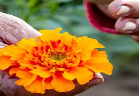 The Complete Guide To Harvesting And Saving Marigold Seeds The Green