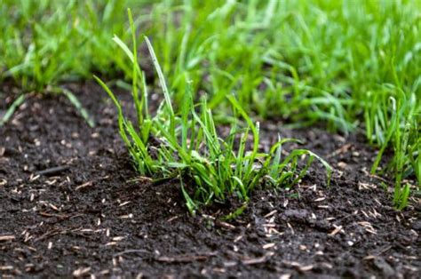 What Are Grass Plugs How To Grow And Use Them