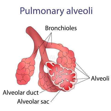 Illustration Of Human Alveoli Structure Stock Vector Illustration Of