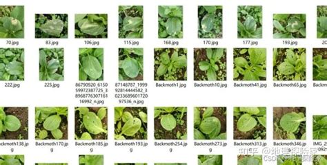 深度学习——植物、农作物图像数据集大合集 知乎