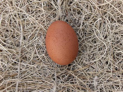 Sex Link Egg Learn At Homesteader Me